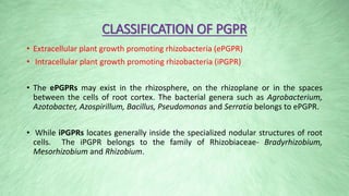 plant growth promoting rhizobacteria | PPTX