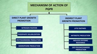 plant growth promoting rhizobacteria | PPTX