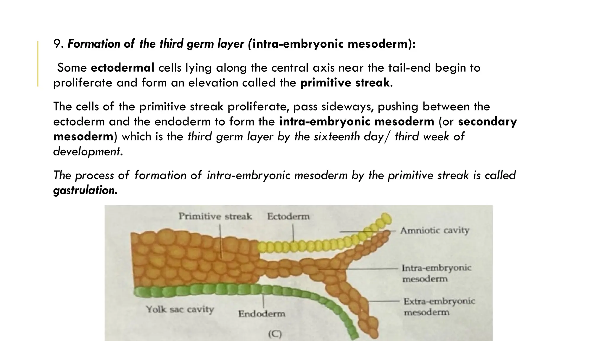 Basic Fetal embryology and development of germ layers.pptx