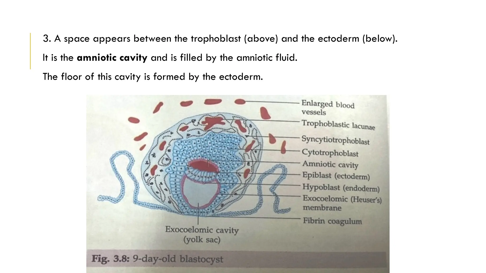 Basic Fetal embryology and development of germ layers.pptx