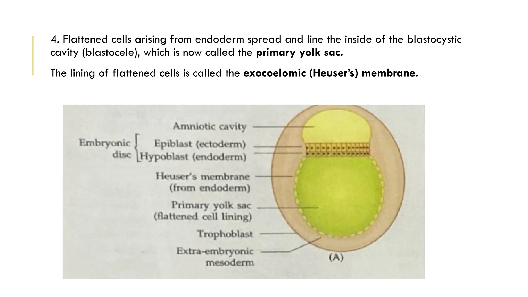 Basic Fetal embryology and development of germ layers.pptx ...