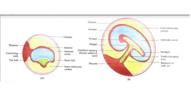 Basic Fetal embryology and development of germ layers.pptx ...