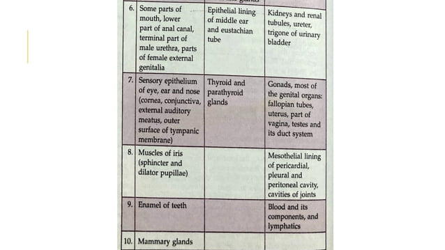Basic Fetal embryology and development of germ layers.pptx ...