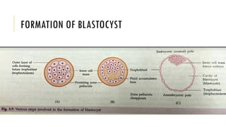Basic Fetal embryology and development of germ layers.pptx