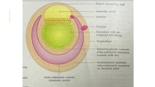Basic Fetal embryology and development of germ layers.pptx