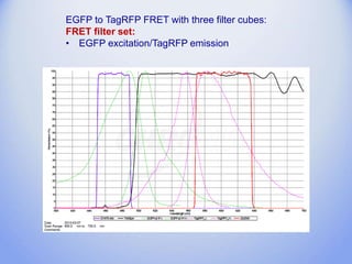 2013 University of Virginia's W.M. Keck FRET Workshop: Basic Filter ...