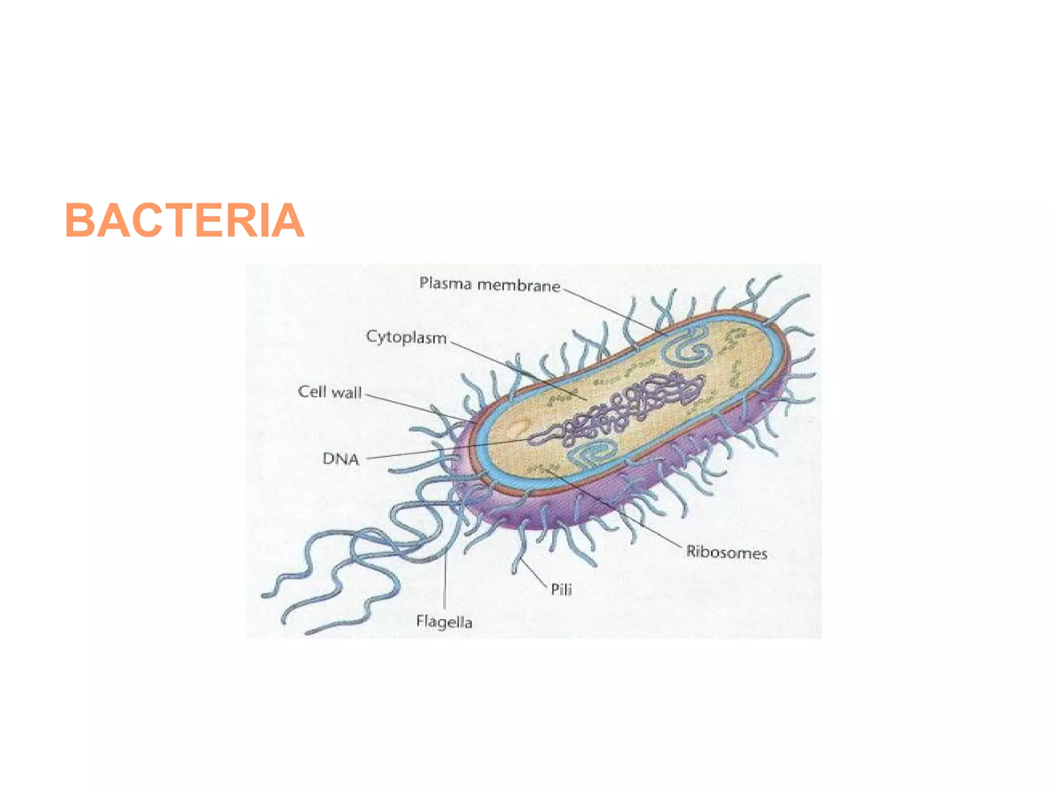 Basic Food Handling Training Power Point Presentation | PPT