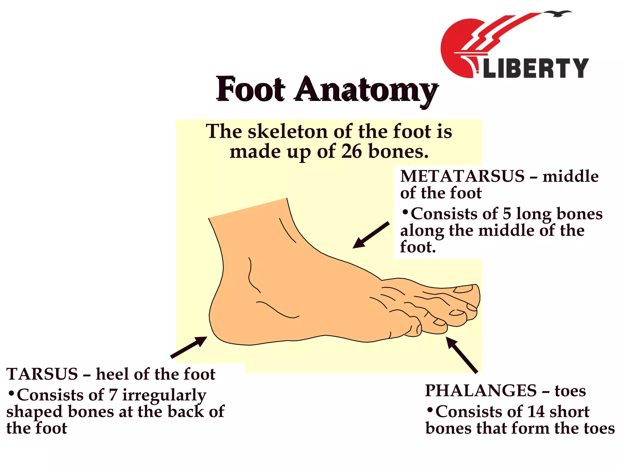 Basic Foot Anatomy and Foot Mechanics | PPT