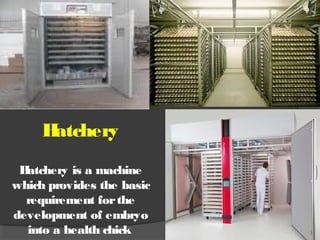 Basic hatchery requirement | PPT