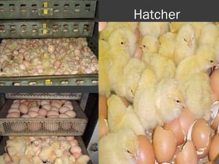 Basic hatchery requirement | PPT