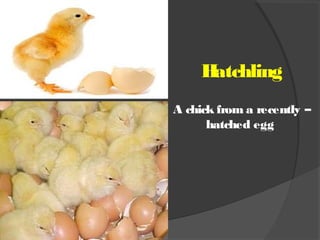 Basic hatchery requirement | PPT