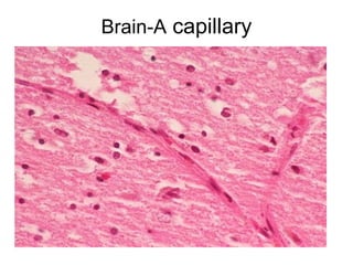 Basic histology | PPT
