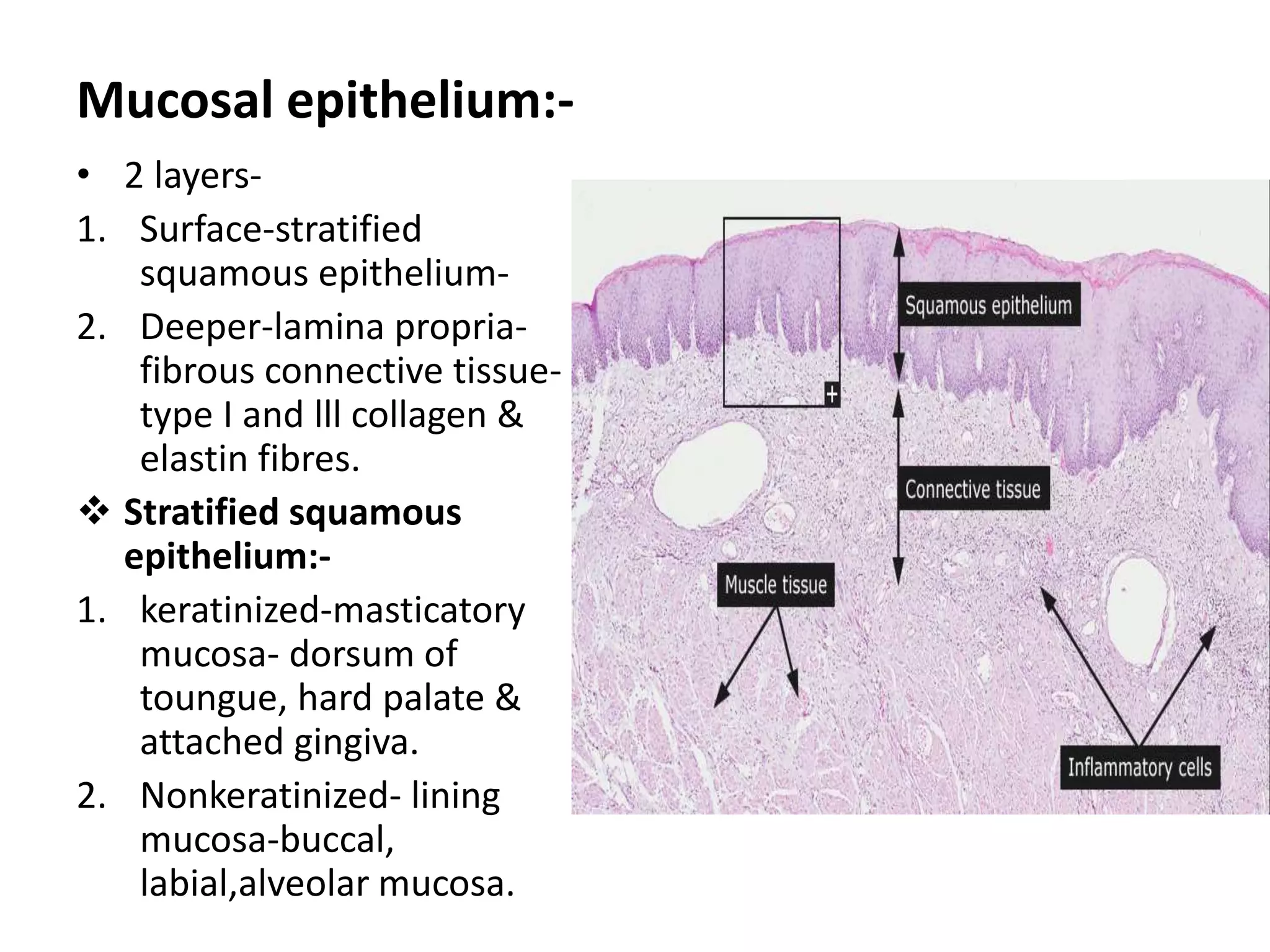 Basic histopathology of skin | PPTX