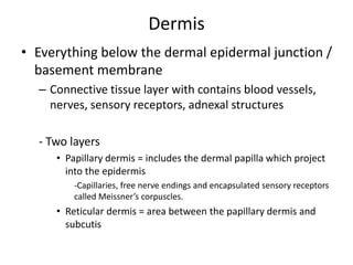 Basic histopathology of skin | PPTX