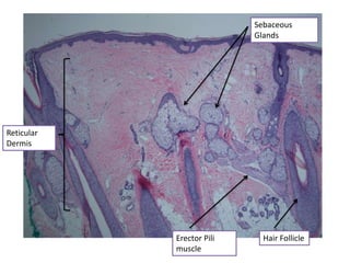 Basic histopathology of skin | PPTX