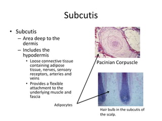 Basic histopathology of skin | PPTX