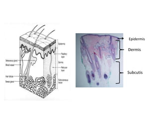Basic histopathology of skin | PPTX