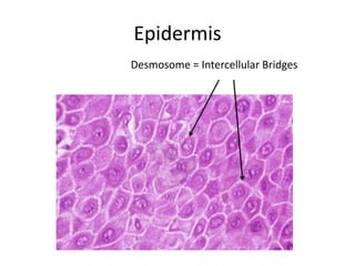 Desmosomes Histology