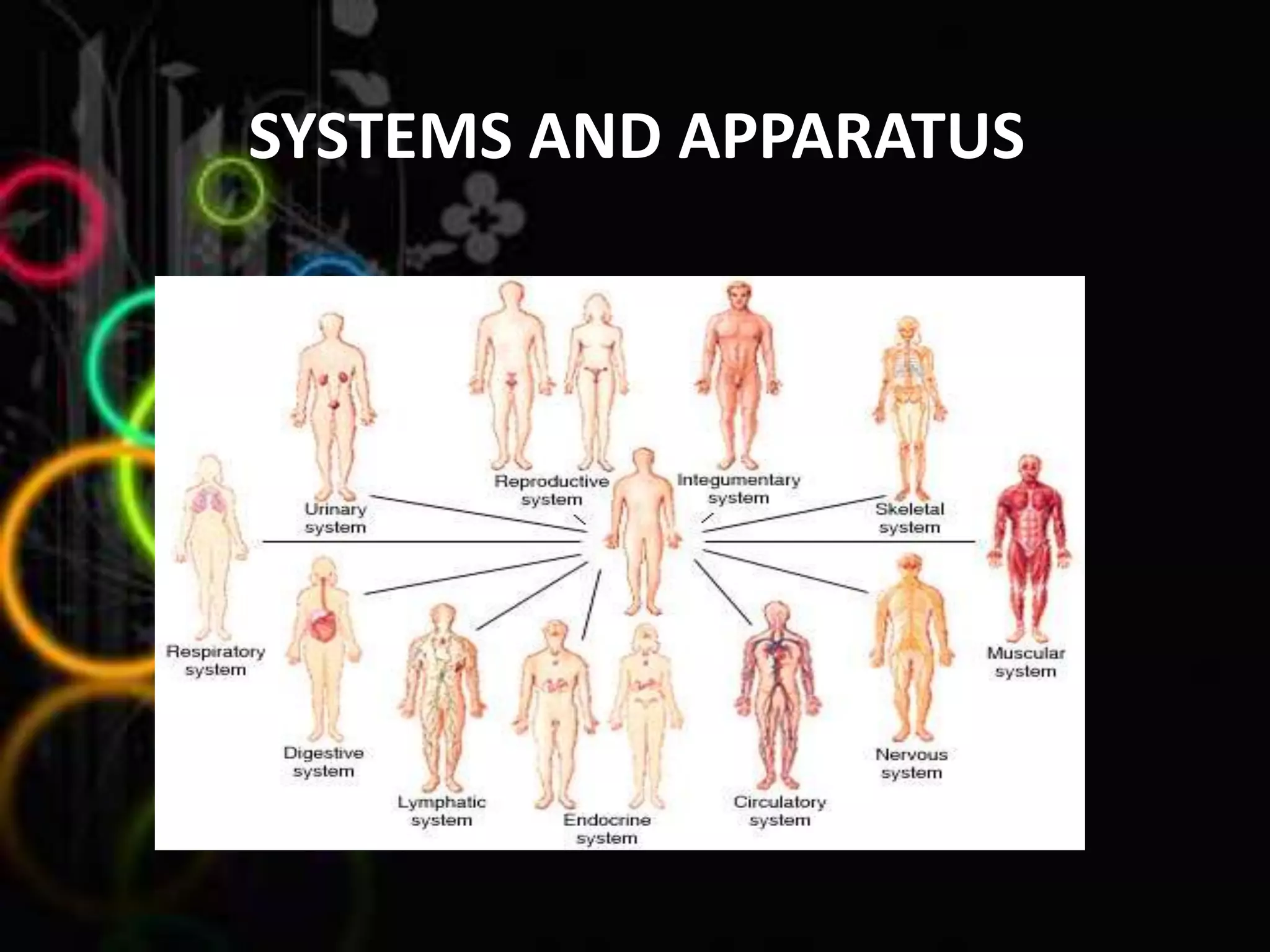Basic human anatomy | PPTX | Biological Sciences | Science