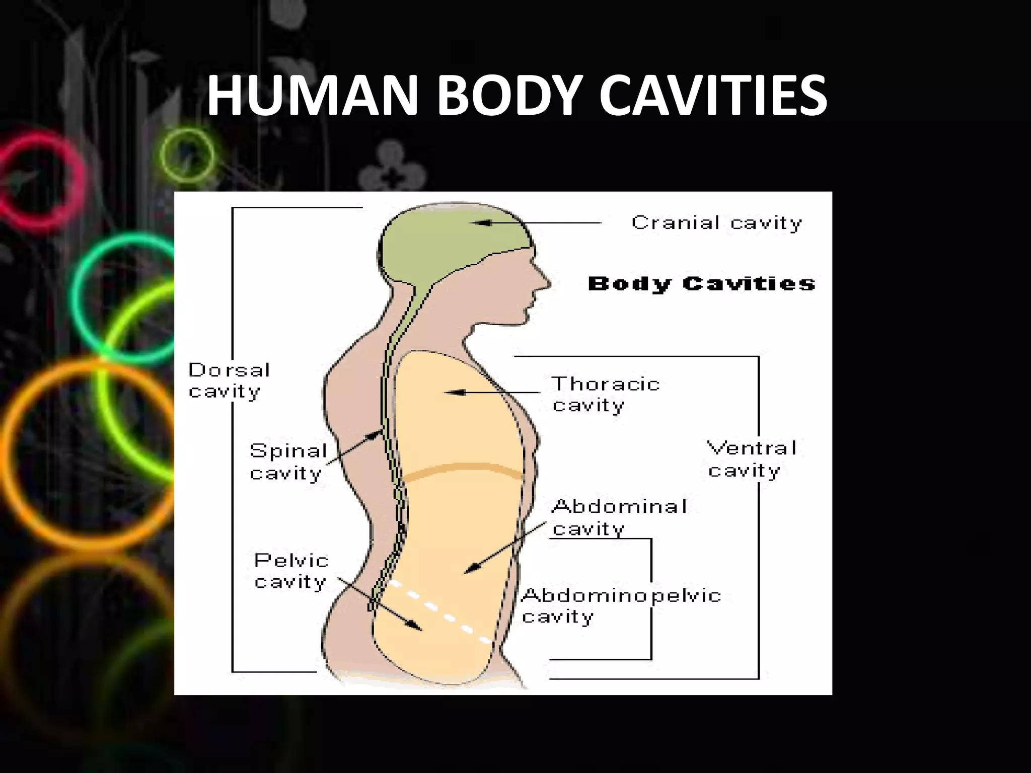 Basic human anatomy | PPTX | Biological Sciences | Science