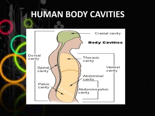 Basic human anatomy | PPTX | Biological Sciences | Science