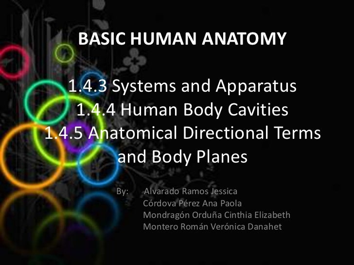 Basic human anatomy