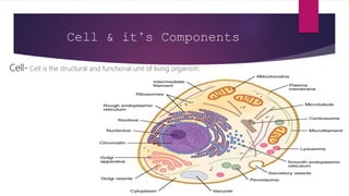 Basic human anatomy 1 (7616) | PPTX