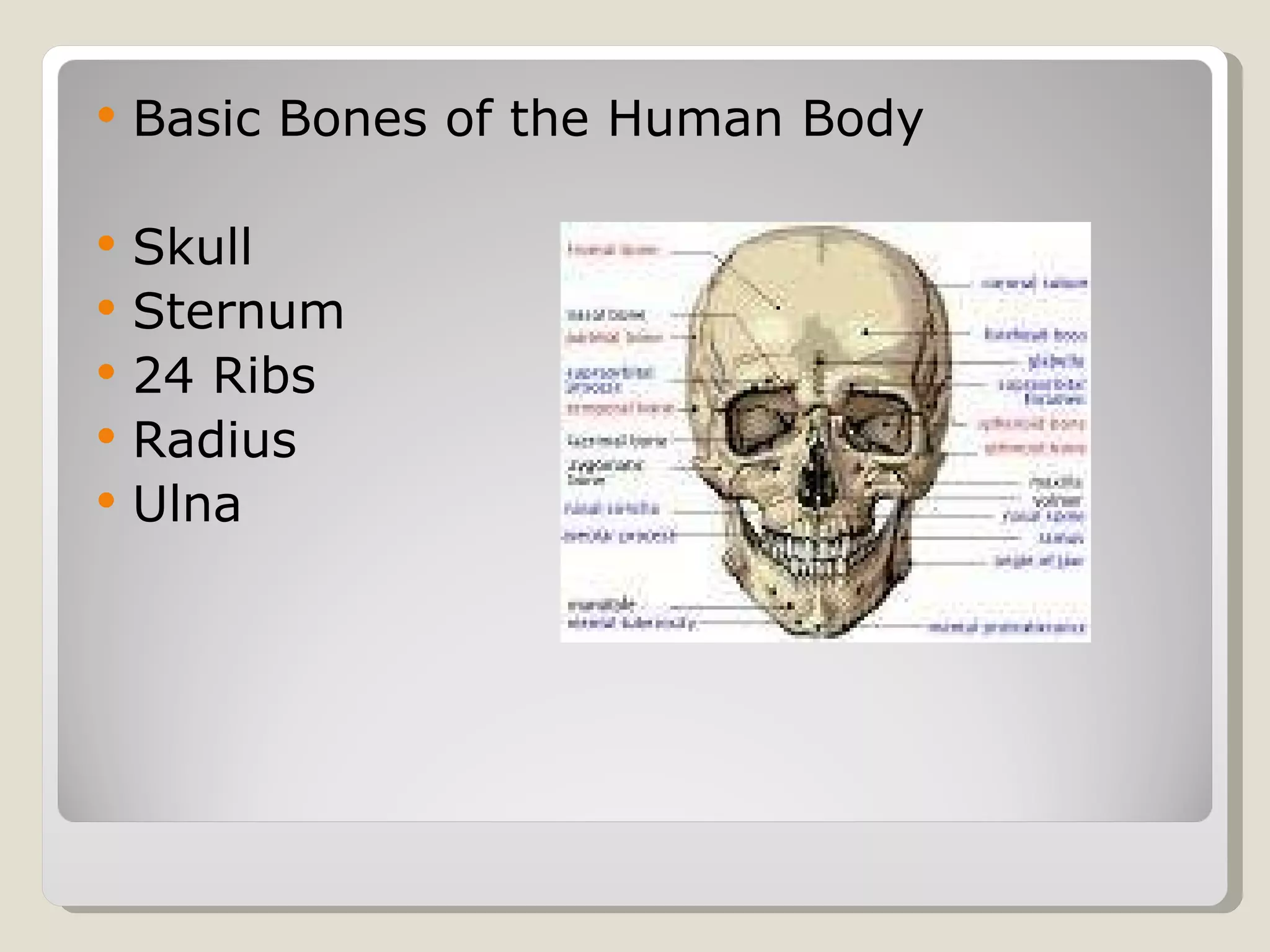 Basic Human Anatomy.Ppt Powerpoint 1 | PPT