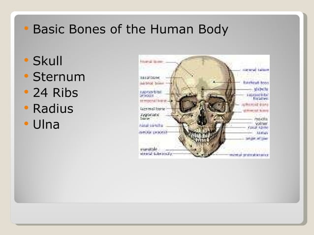 Basic Human Anatomy.Ppt Powerpoint 1 | PPT