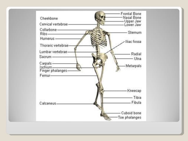 Basic Human Anatomy.Ppt Powerpoint 1 | PPT