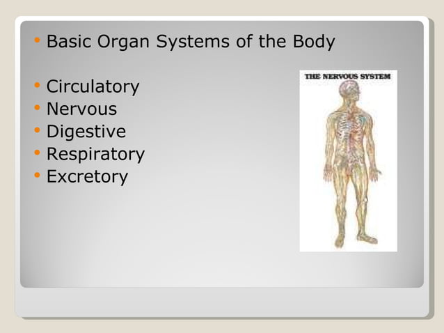Basic Human Anatomy.Ppt Powerpoint 1 | PPT