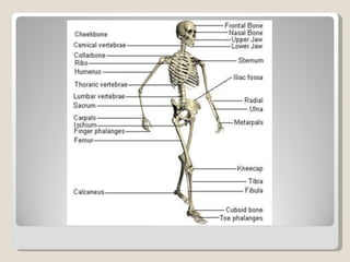 Basic Human Anatomy.Ppt Powerpoint 1