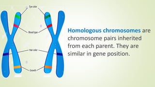 Basic human genetics | PDF