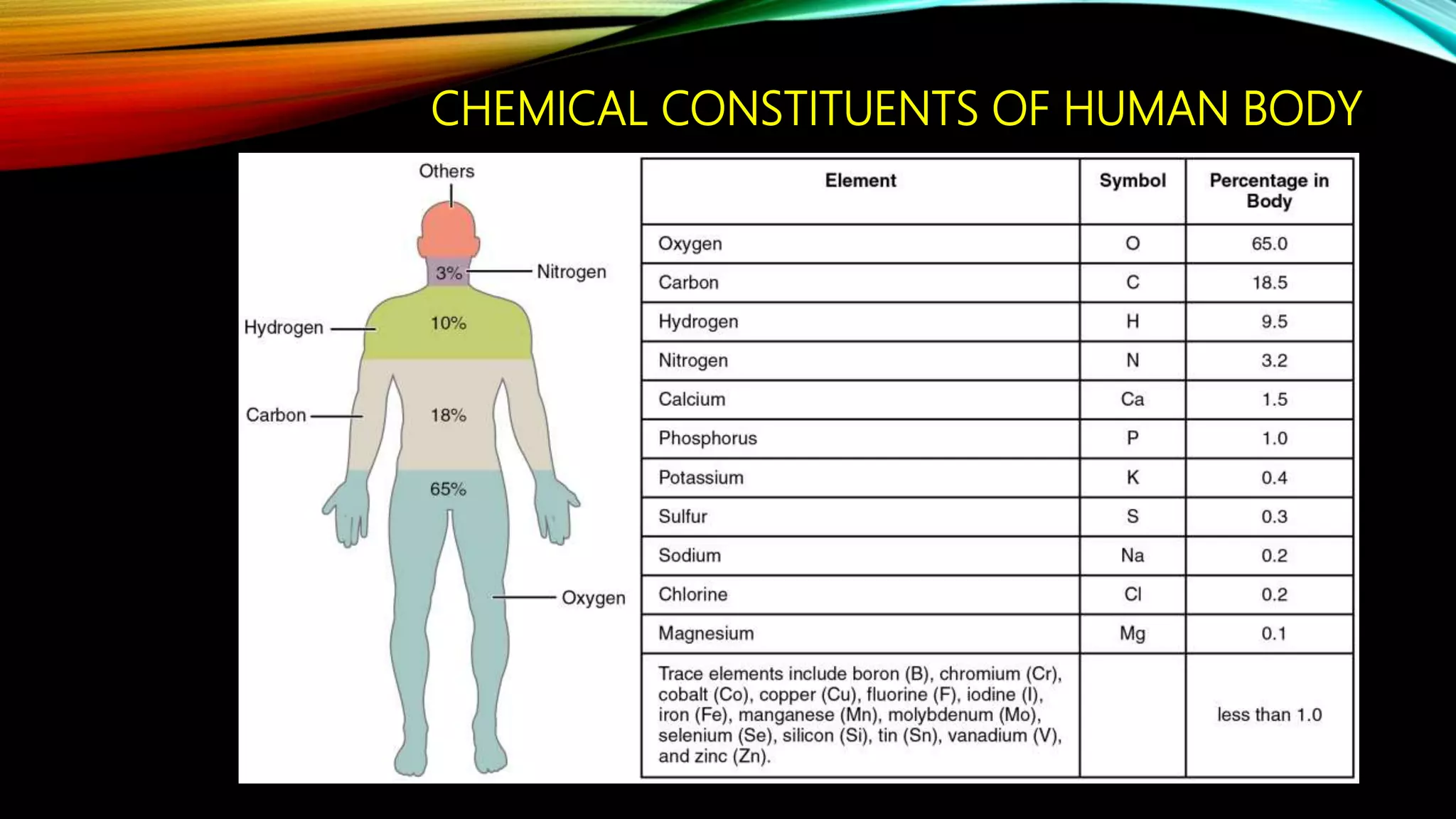 Basic human physiology | PPTX