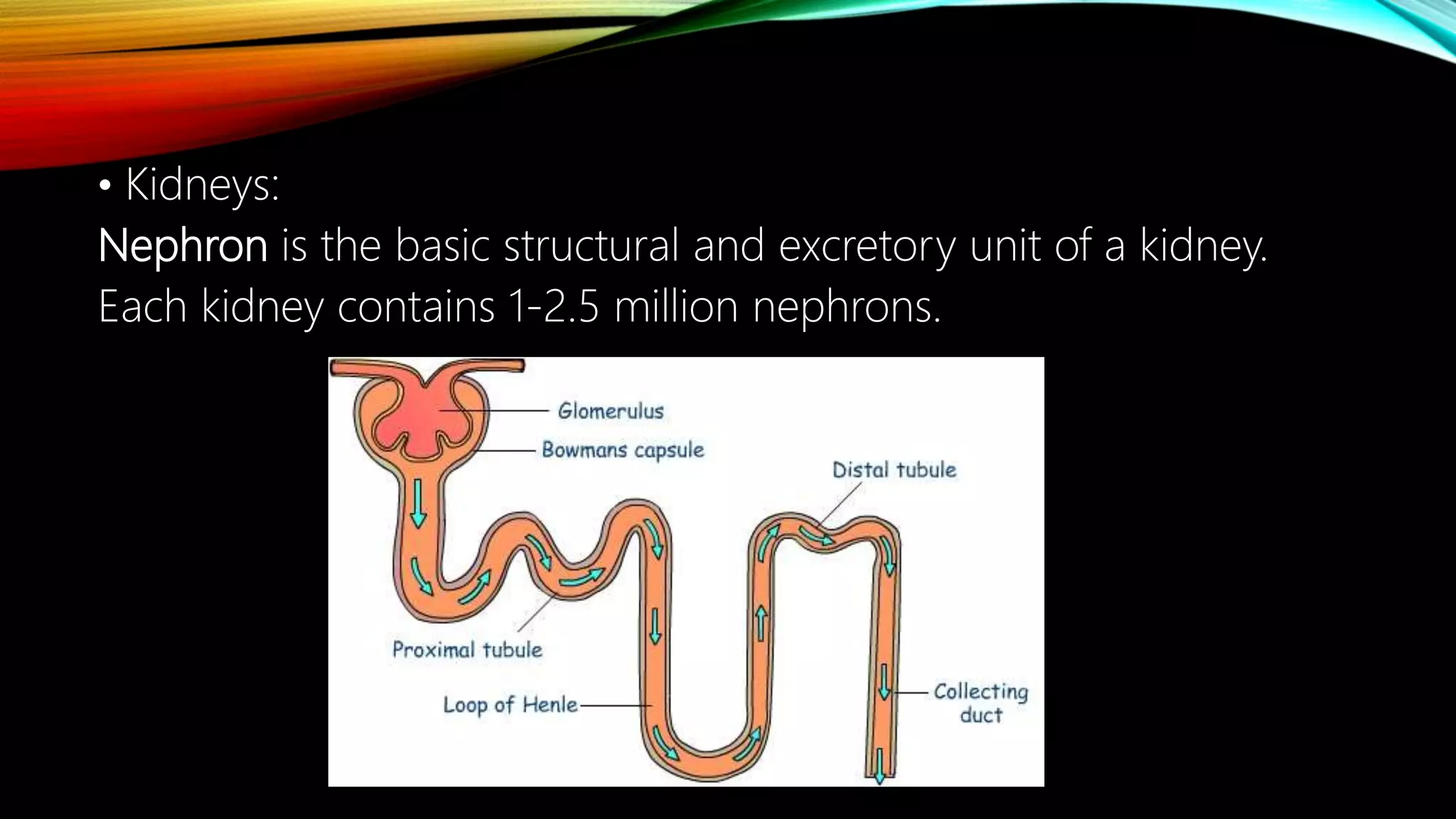 Basic human physiology | PPTX
