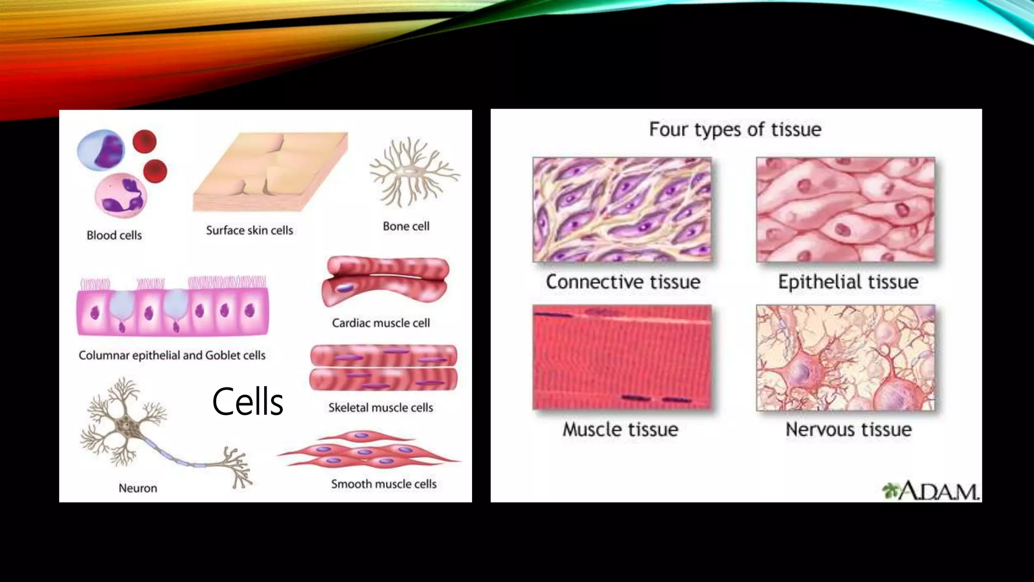 Basic human physiology | PPTX