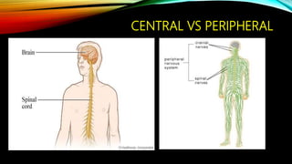 Basic human physiology | PPTX