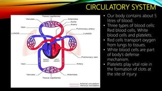 Basic human physiology | PPTX