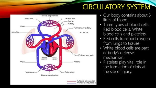 Basic human physiology | PPT