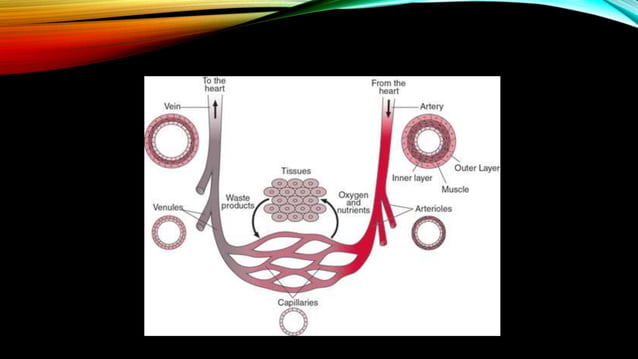 Basic human physiology | PPT