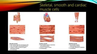 Basic human physiology | PPTX