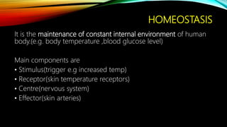 Basic human physiology | PPTX