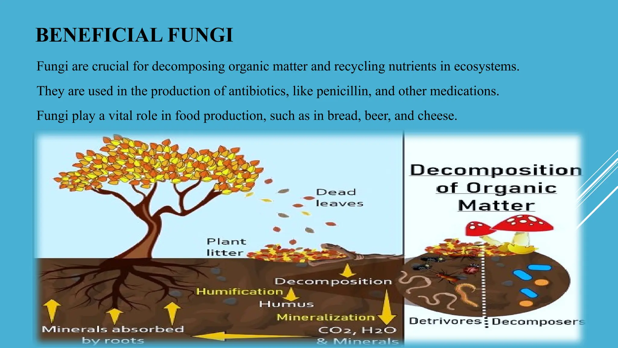 Basic Idea About Types Of Bacteria Virus Fungi | PPTX