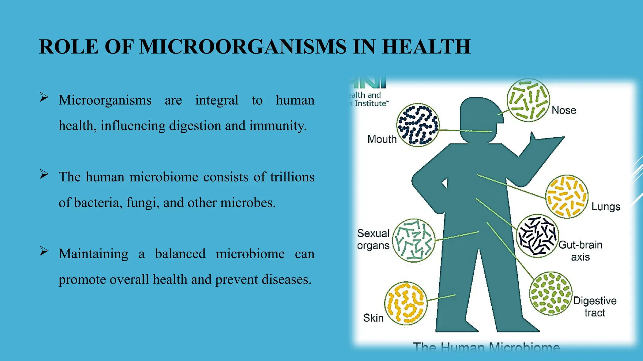 Basic Idea About Types Of Bacteria Virus Fungi | PPTX