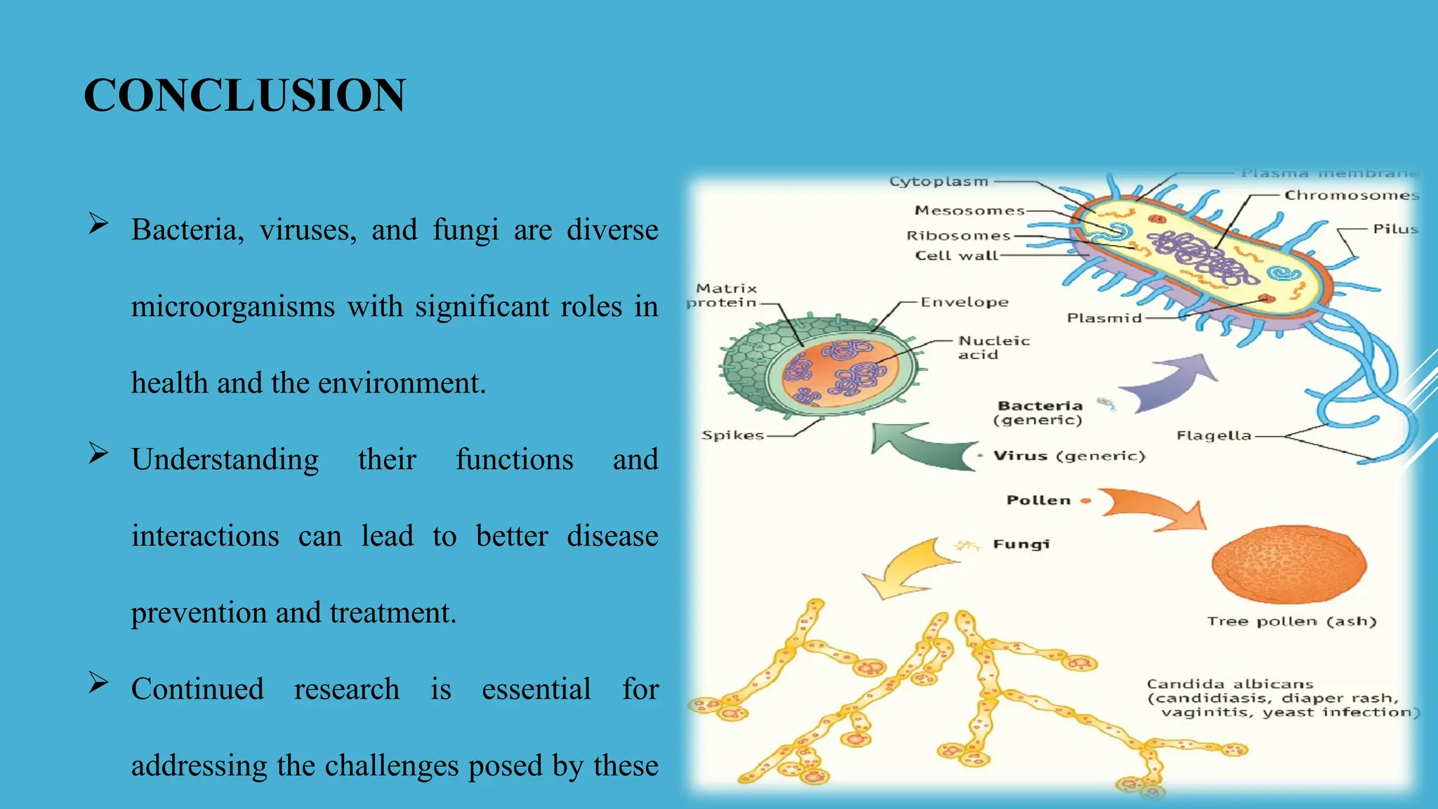 Basic Idea About Types Of Bacteria Virus Fungi | PPTX