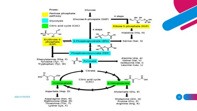 Basici Metabolic Pathways.pptx