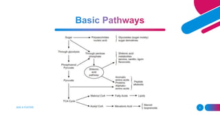 Basici Metabolic Pathways.pptx