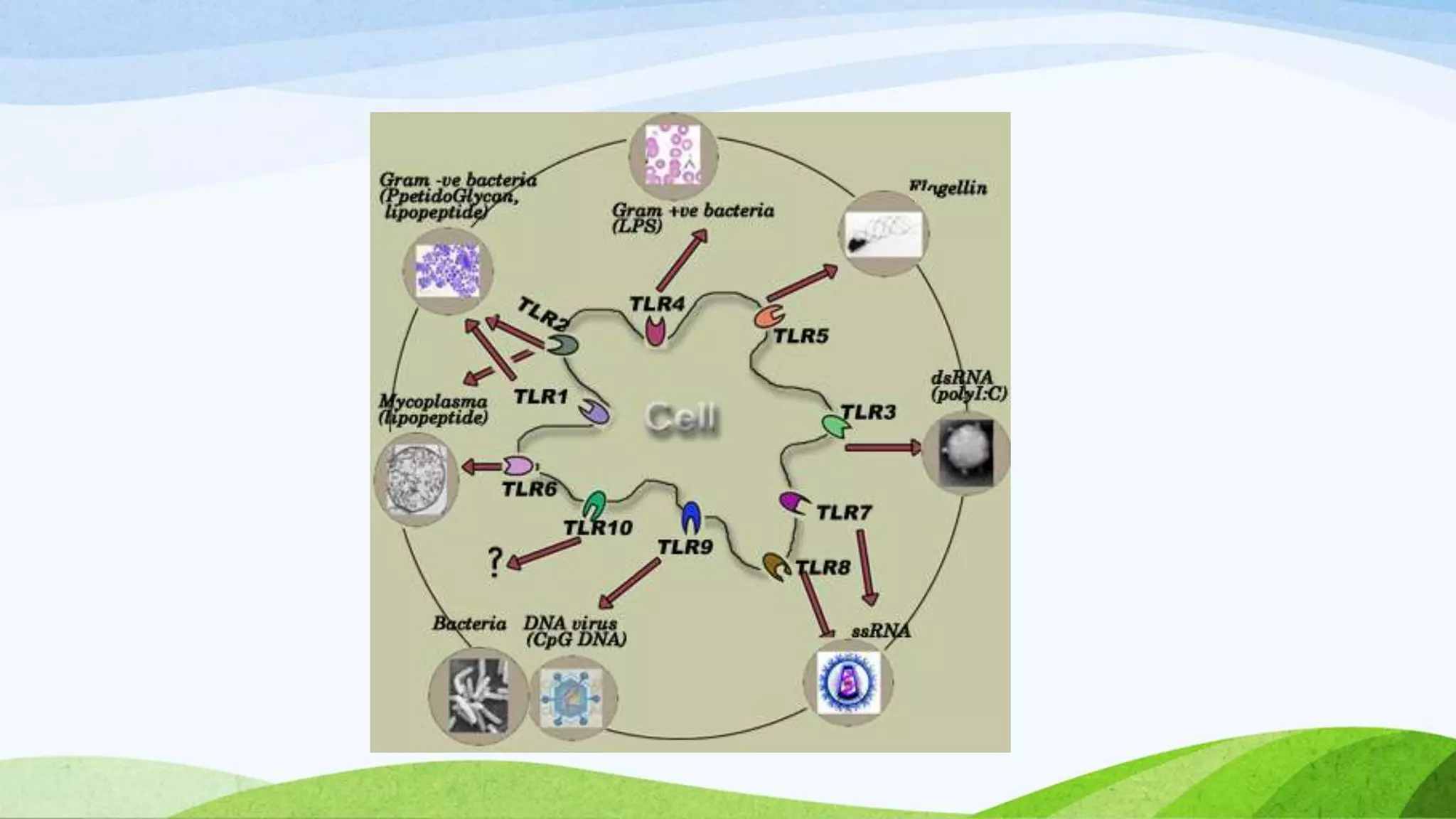 Basic immunity | PPT