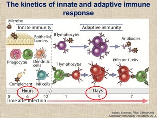 Basic Immunology, Innate immunity : inflamation, leukocyte, migration.pptx
