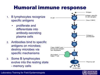 basic immunology lecture note second grade _en.p.ppt
